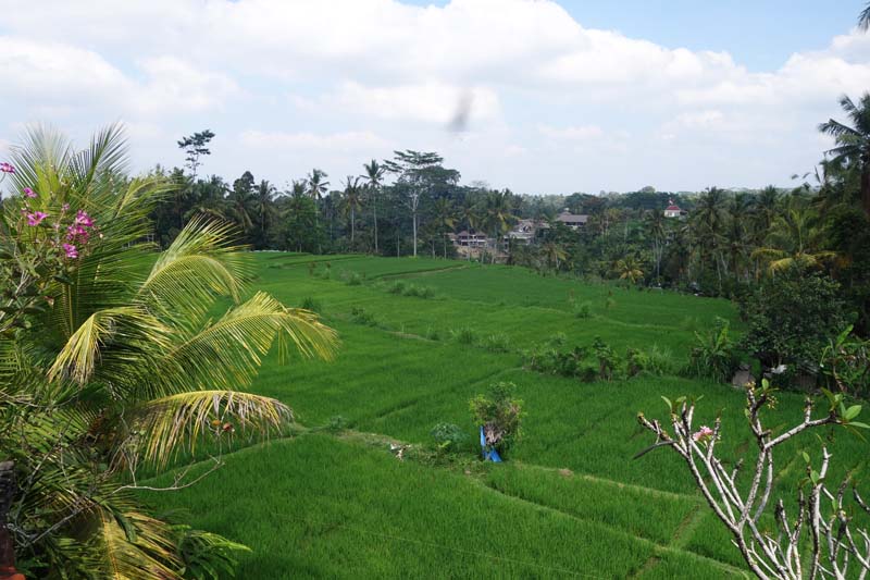 Ubud Property - Land & Villas for sale & rent in Ubud, Bali